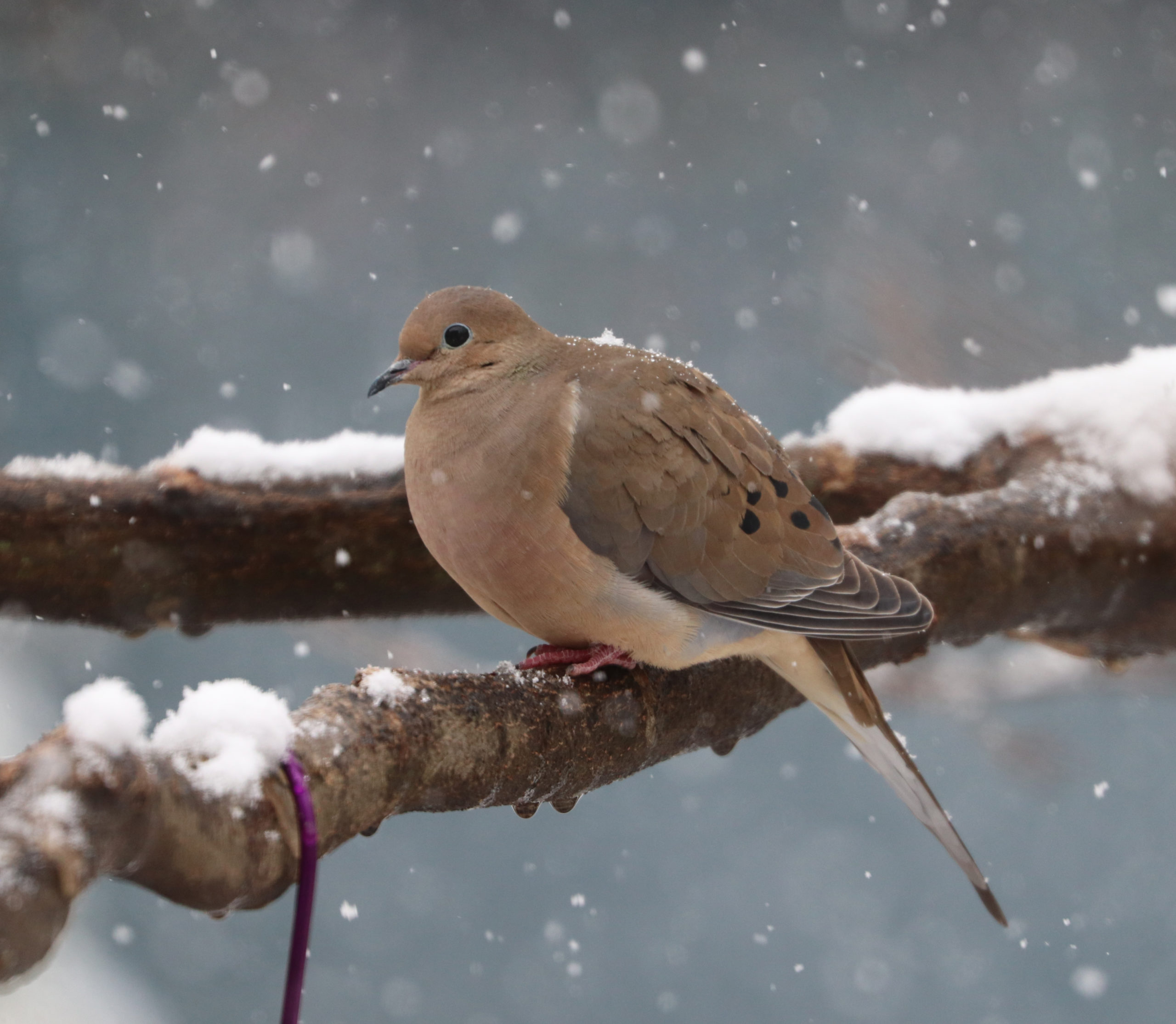 My snowy dove - FeederWatch