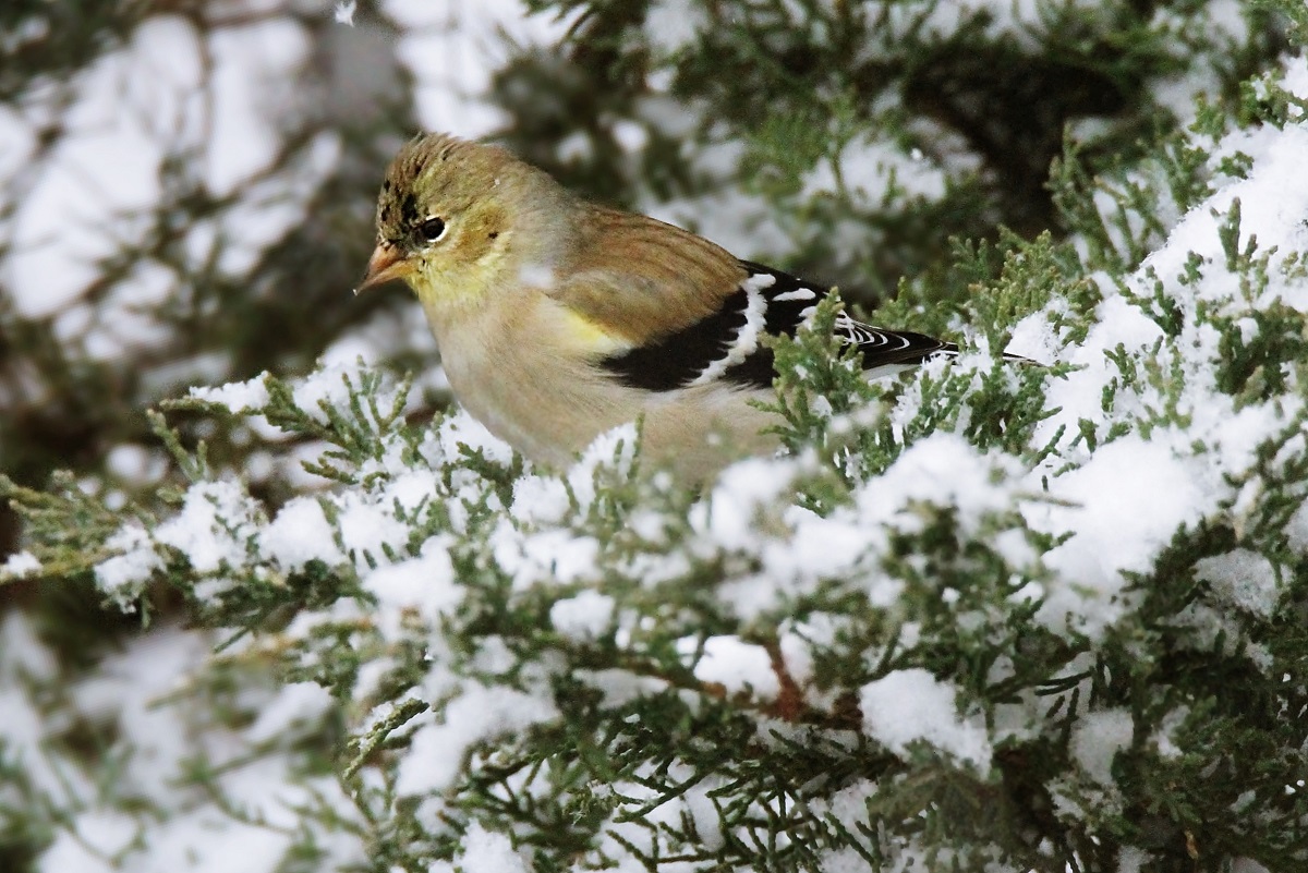 American Goldfinch - Project FeederWatch