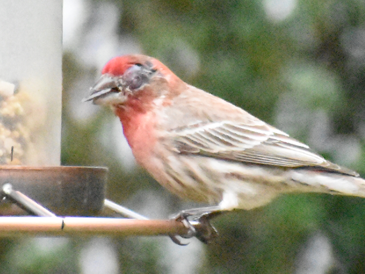 House finch with Conjunctivitis - FeederWatch