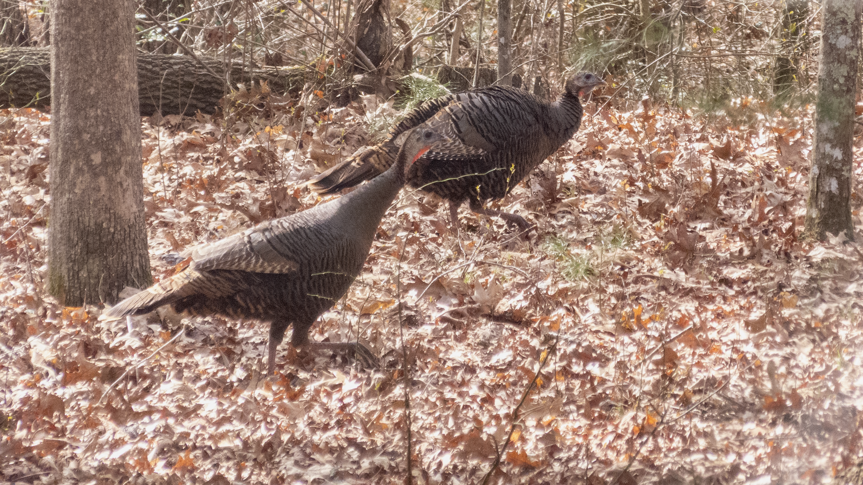 Wild Turkeys - FeederWatch
