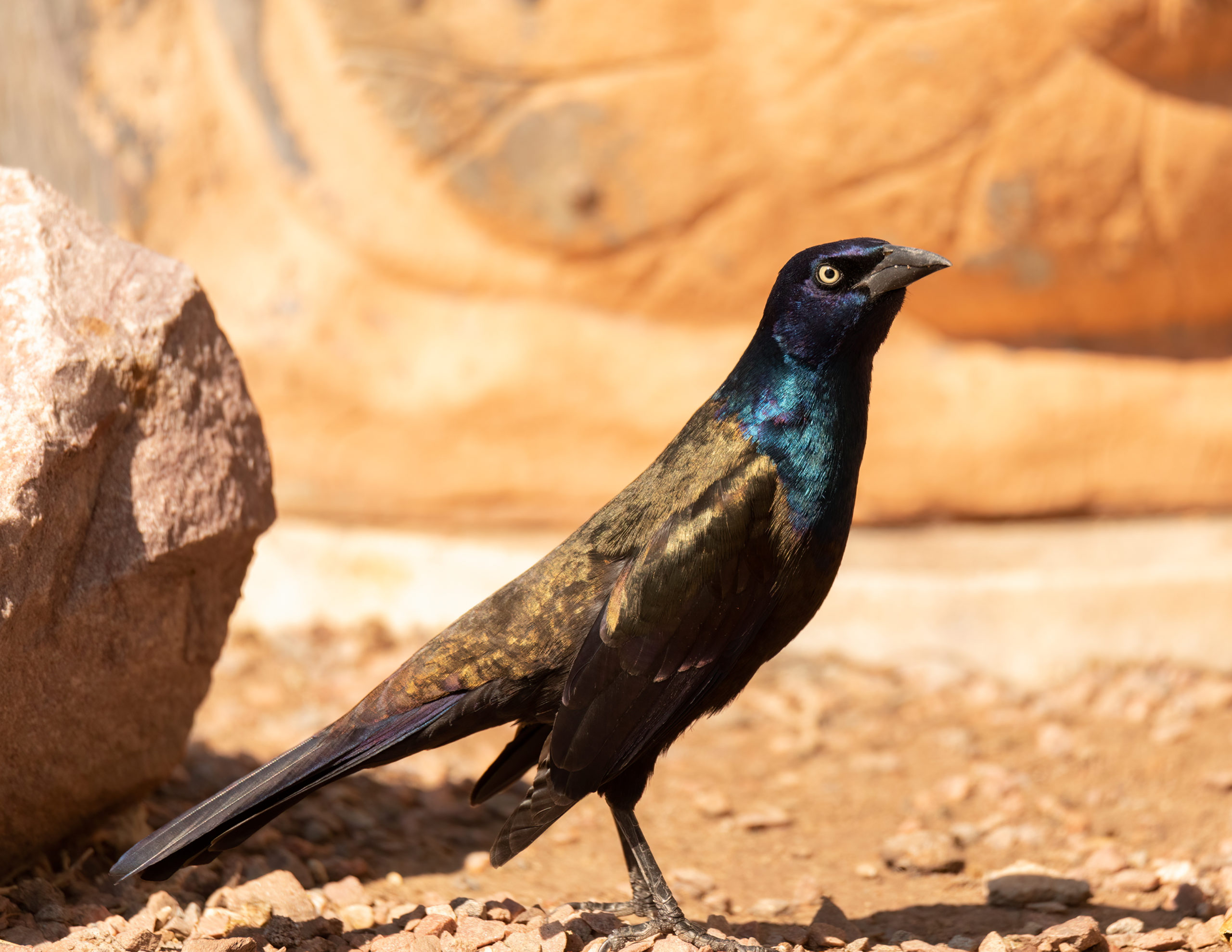 Iridescent Common Grackle, Bronzed adult male - Project FeederWatch