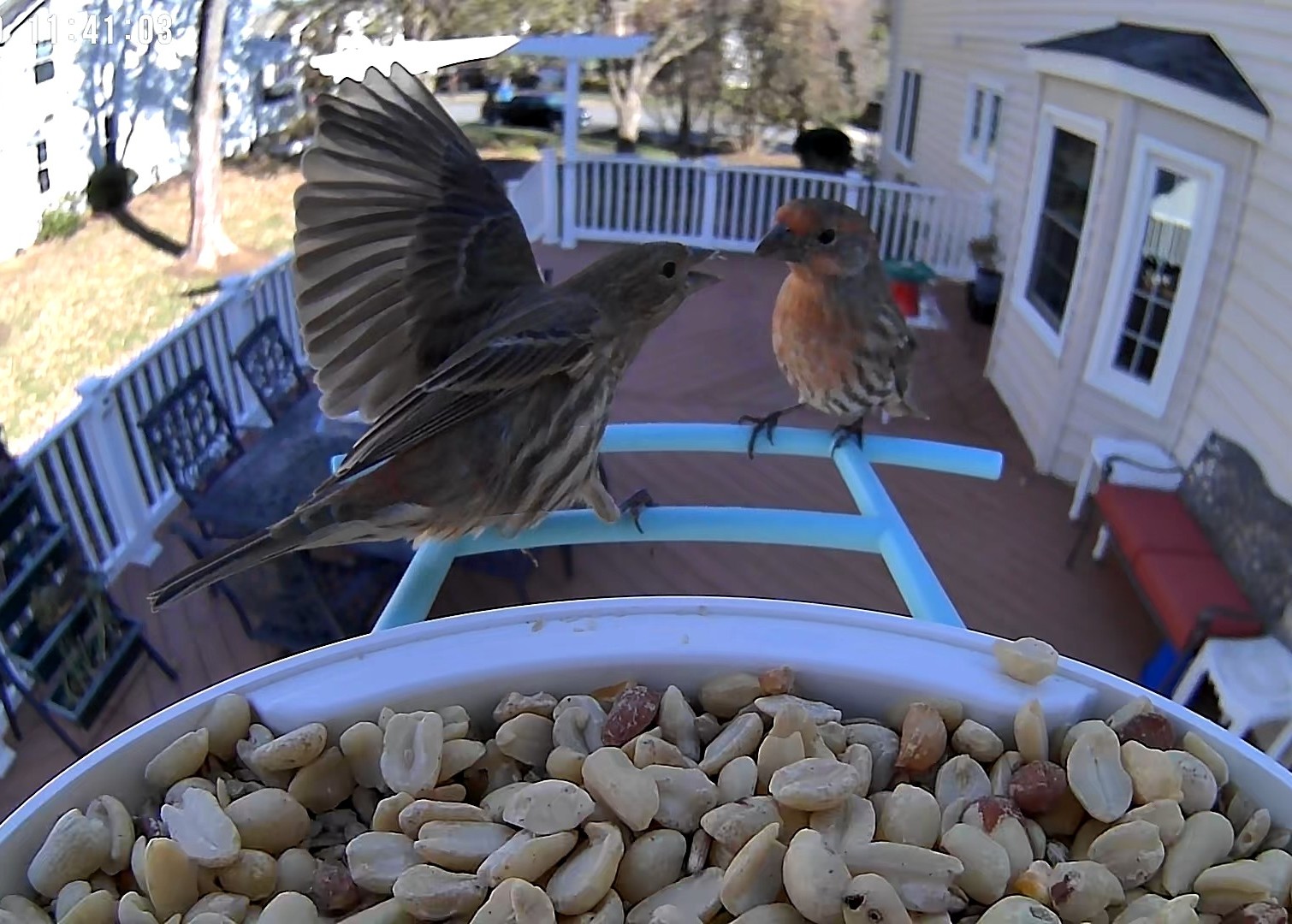 Dining Dispute - Project FeederWatch