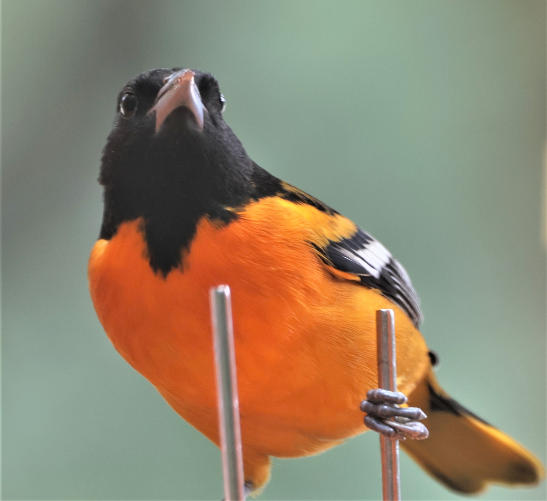 The orioles are back! - Project FeederWatch
