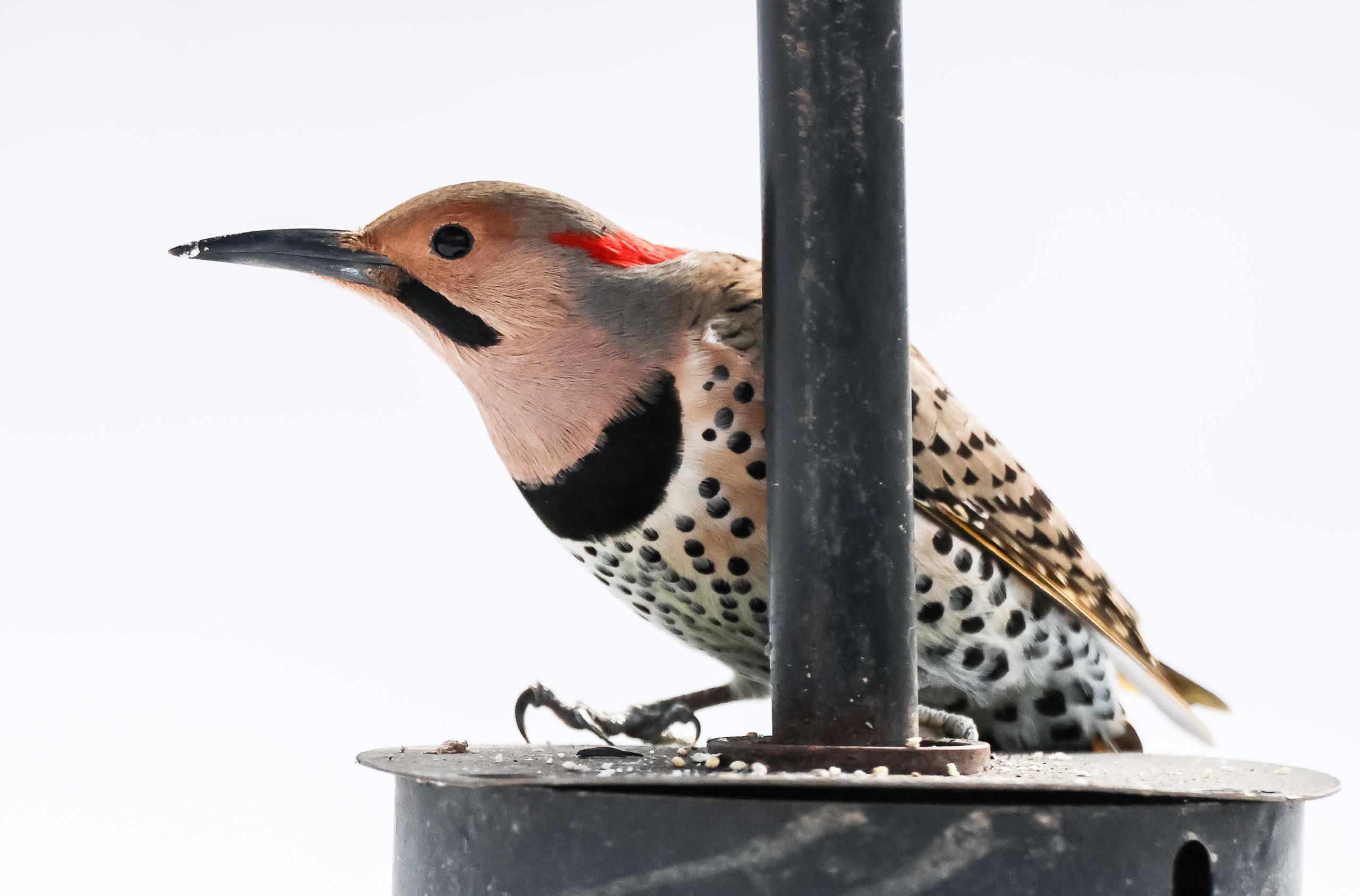Northern Flicker Takes a Break - Project FeederWatch