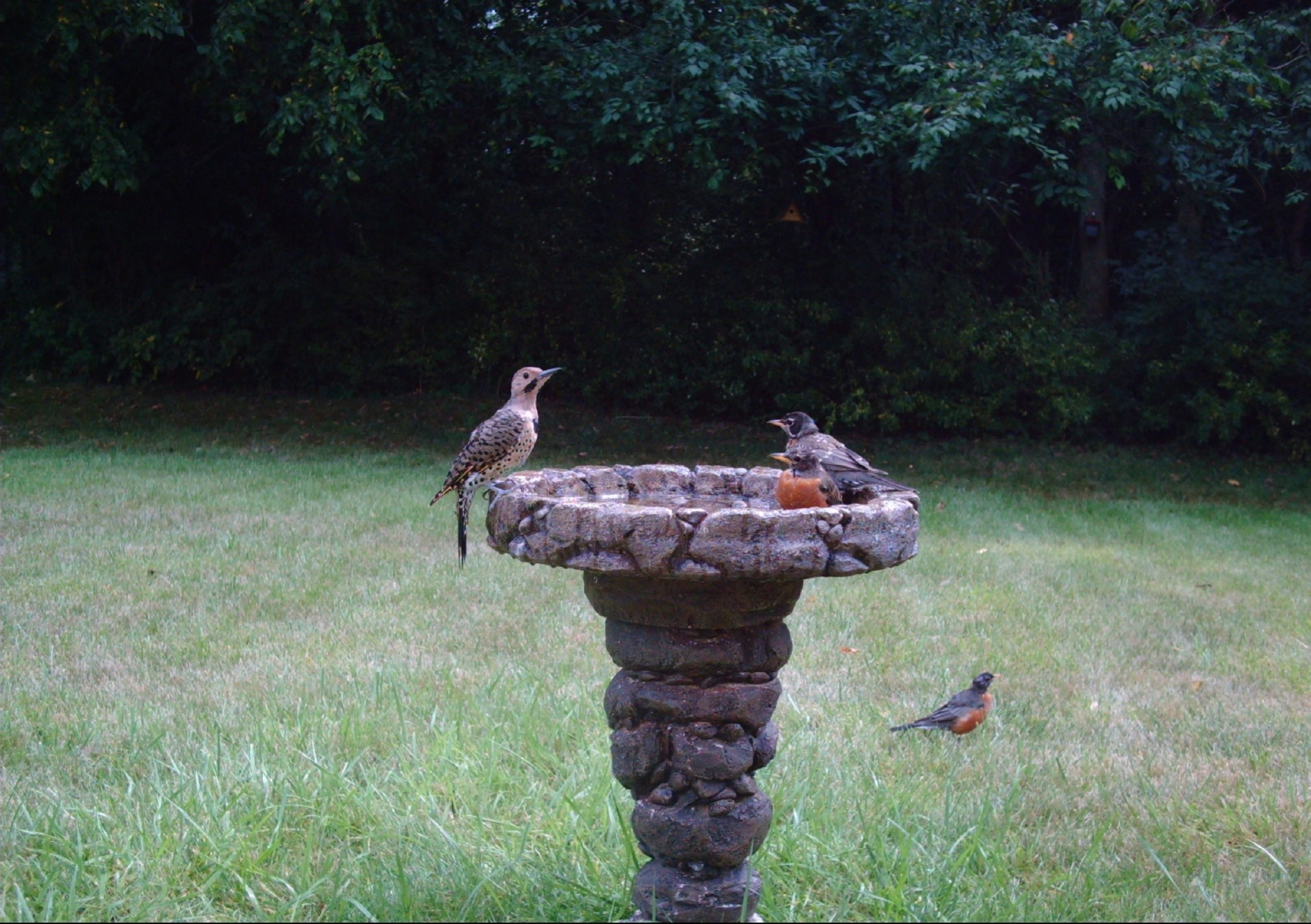 Backyard friends - FeederWatch