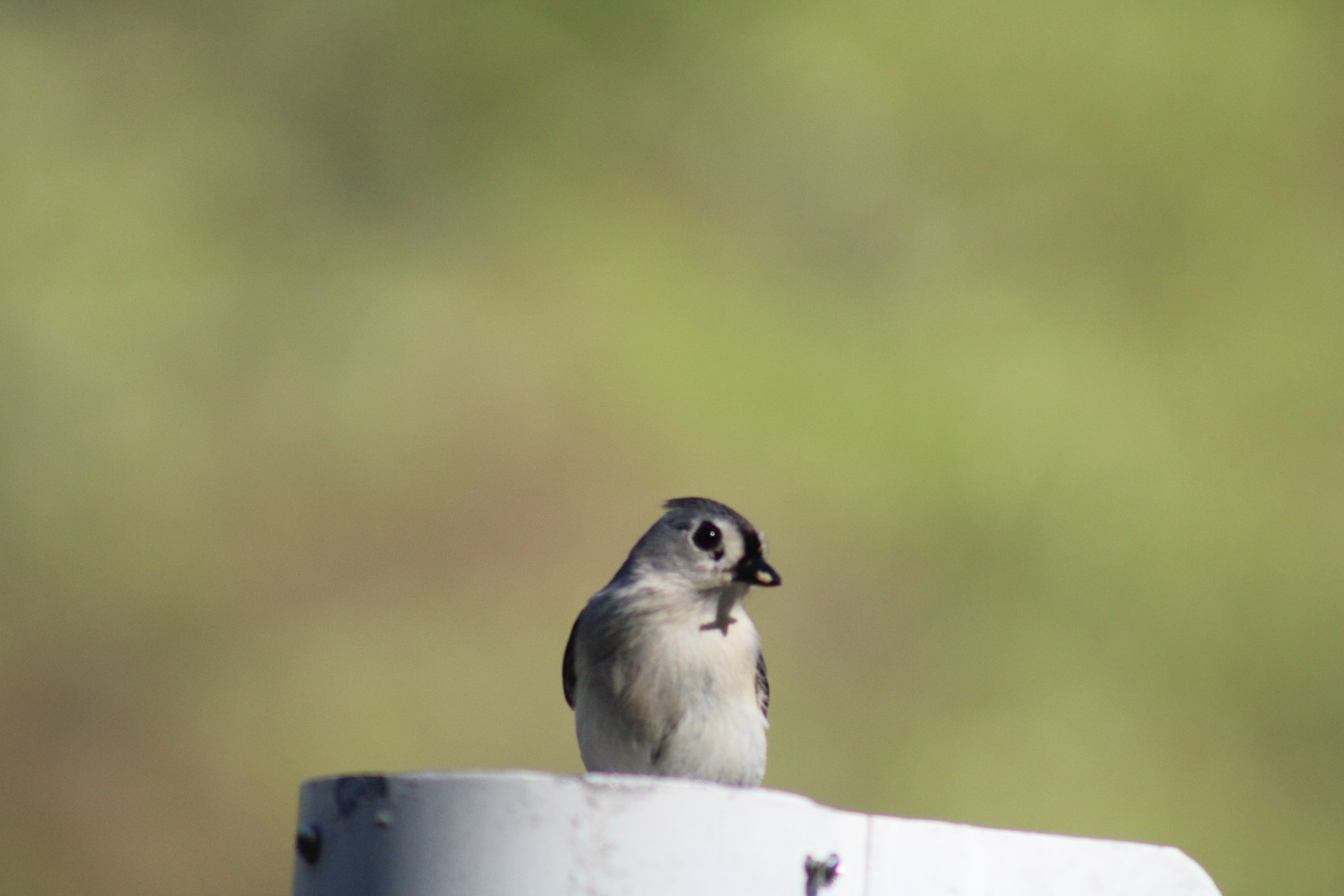 Tufted Titmouse with unique mark beside eye - Project FeederWatch