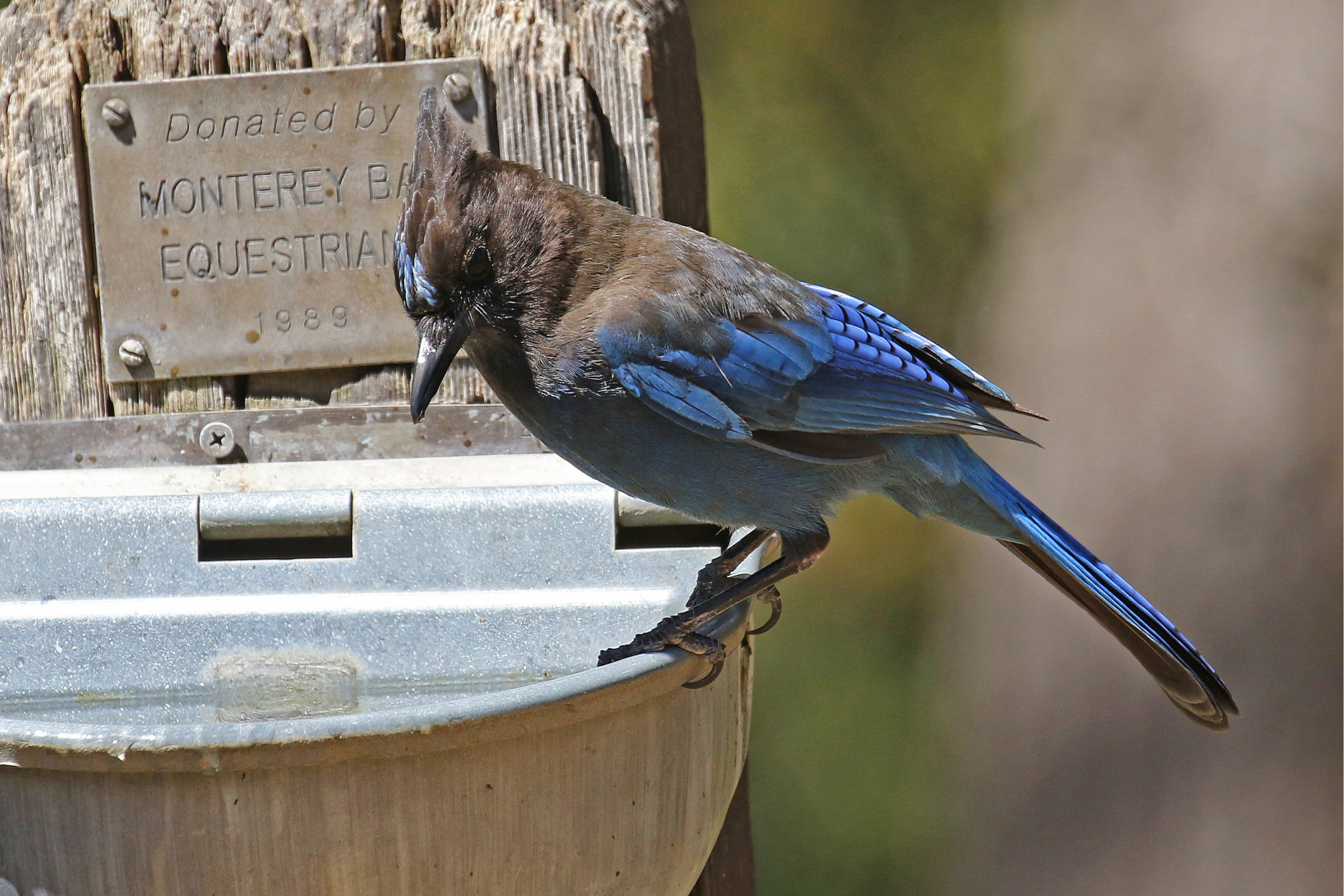 Steller's Jay stopping for a drink - Project FeederWatch