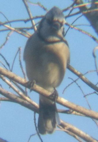 Mr. and Mrs. Blue Jay - FeederWatch