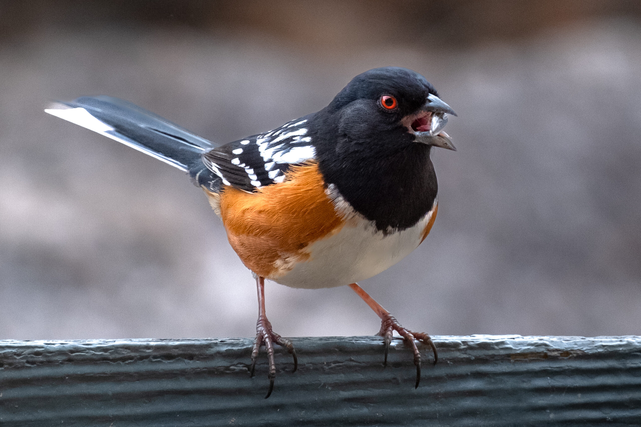Spotted Towhee - Project FeederWatch