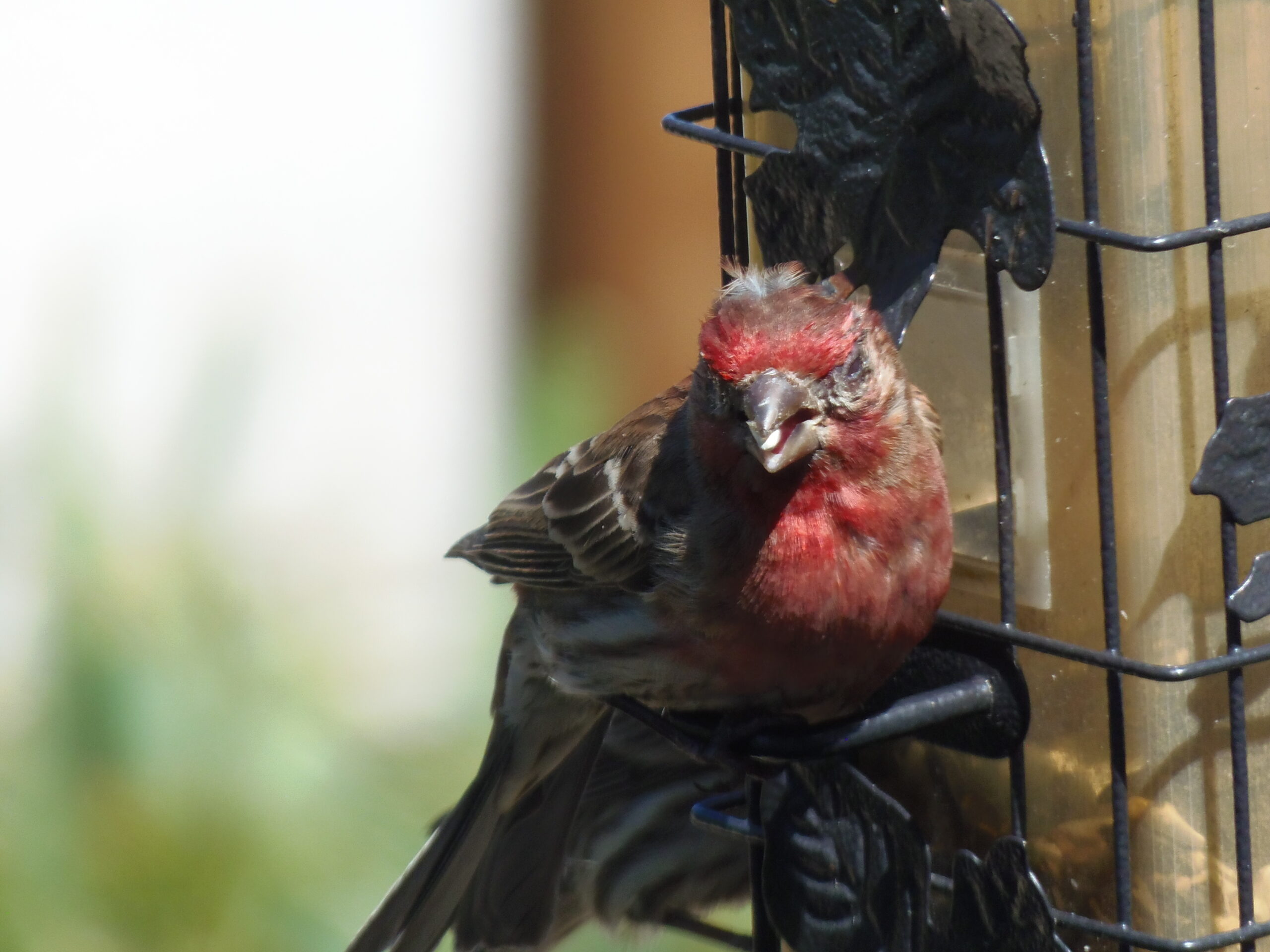 Male House Finch Eye Disease - FeederWatch