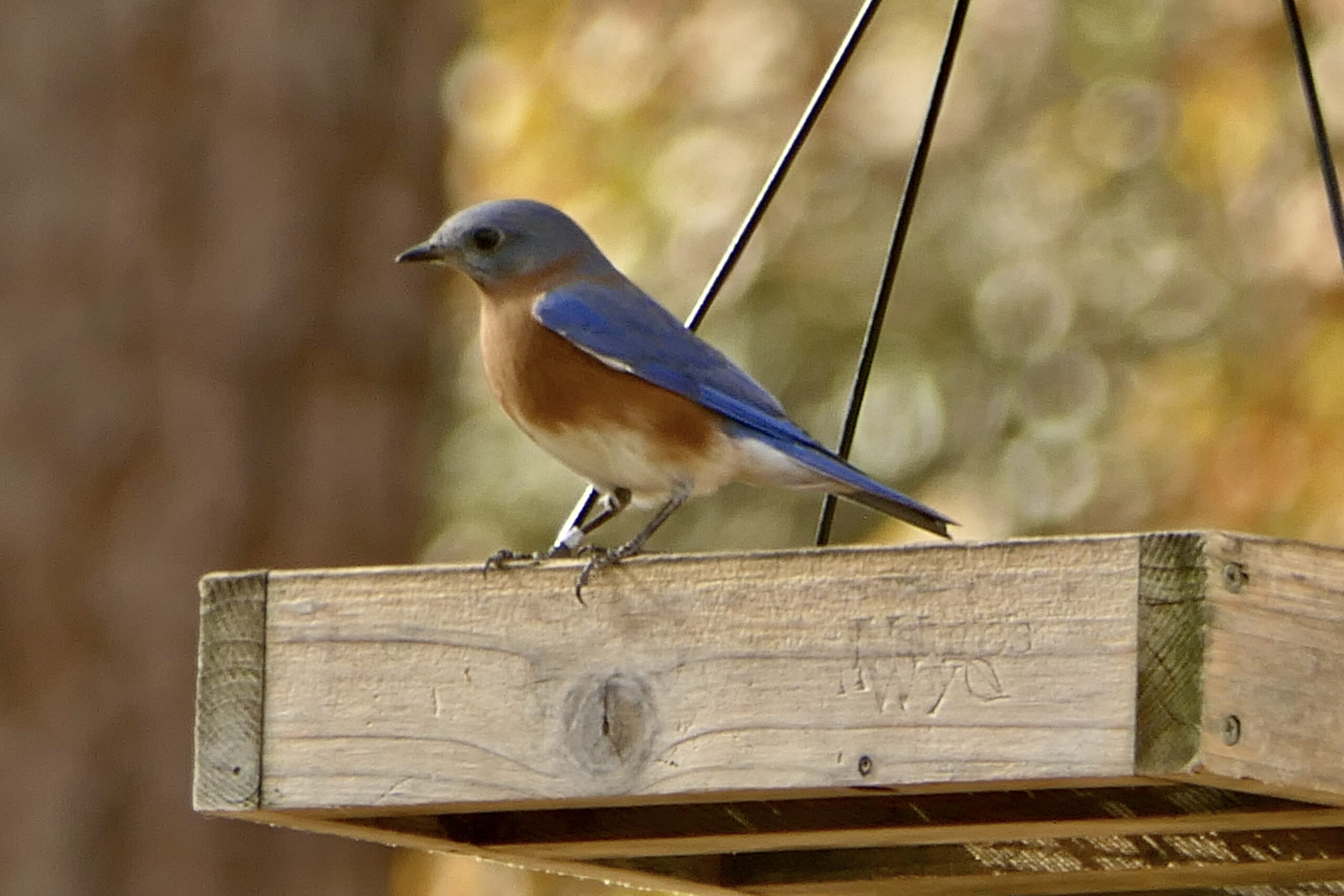 Banded Male Bluebird at Tray Feeder - FeederWatch