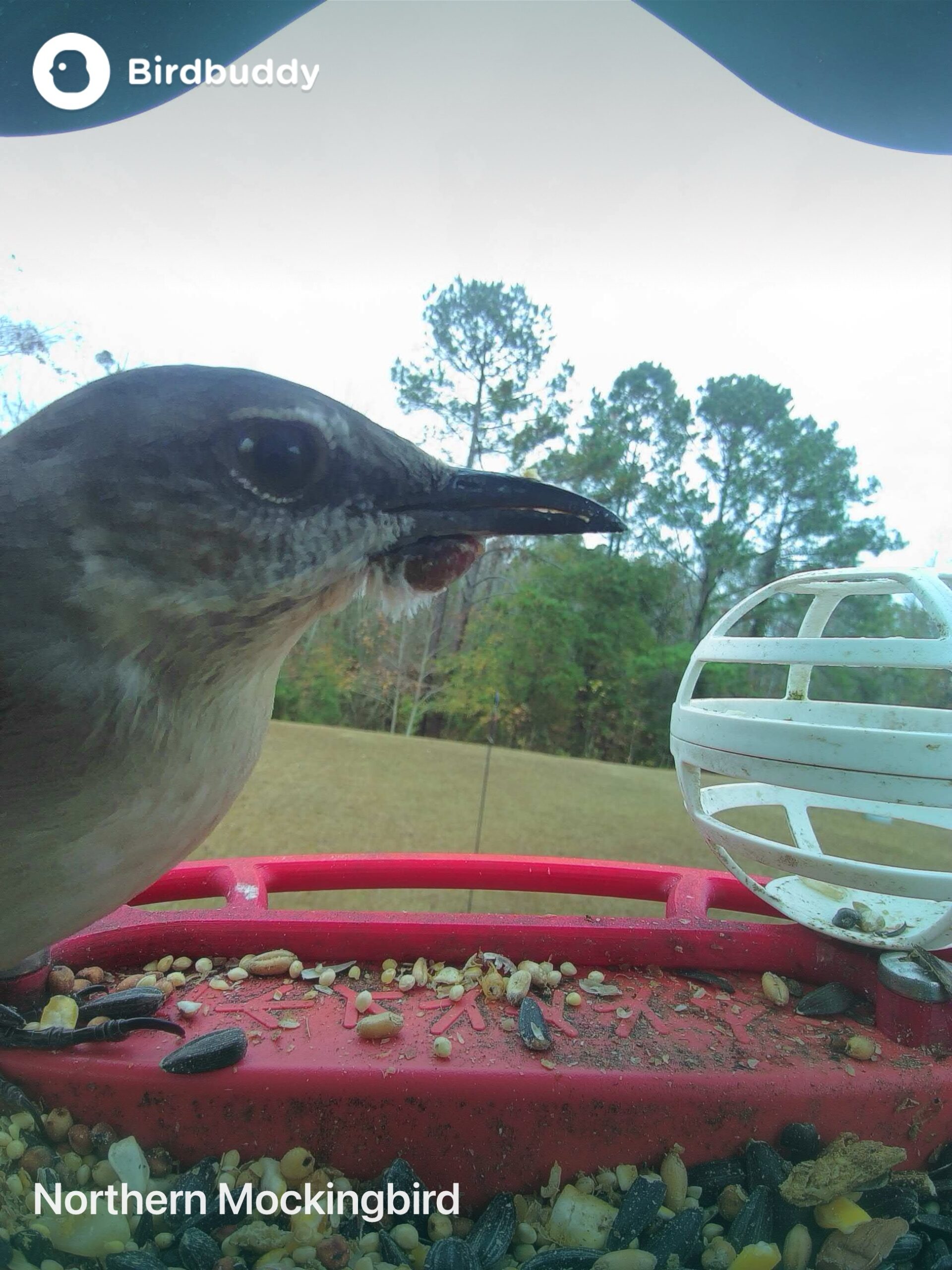 Growth on Northern Mockingbird Beak - Project FeederWatch