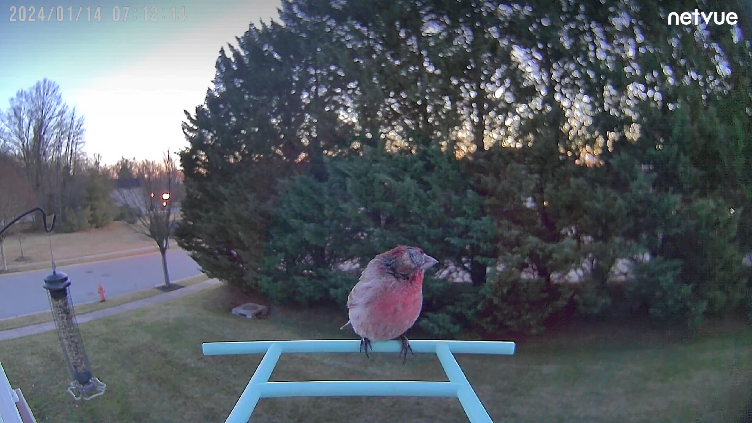Severe House Finch Conjunctivitis - Project FeederWatch