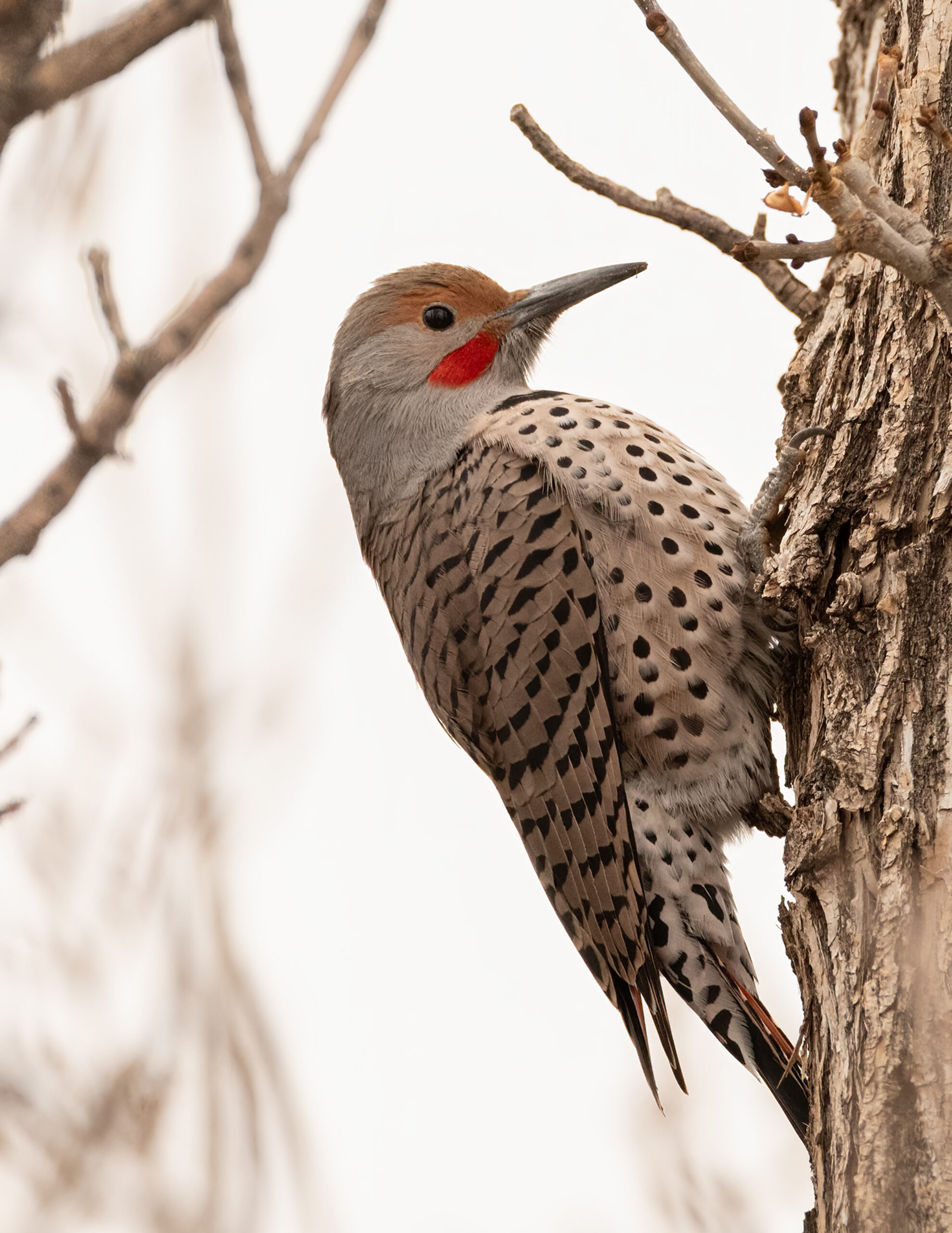 Northern Flicker "Red-shafted" form - FeederWatch