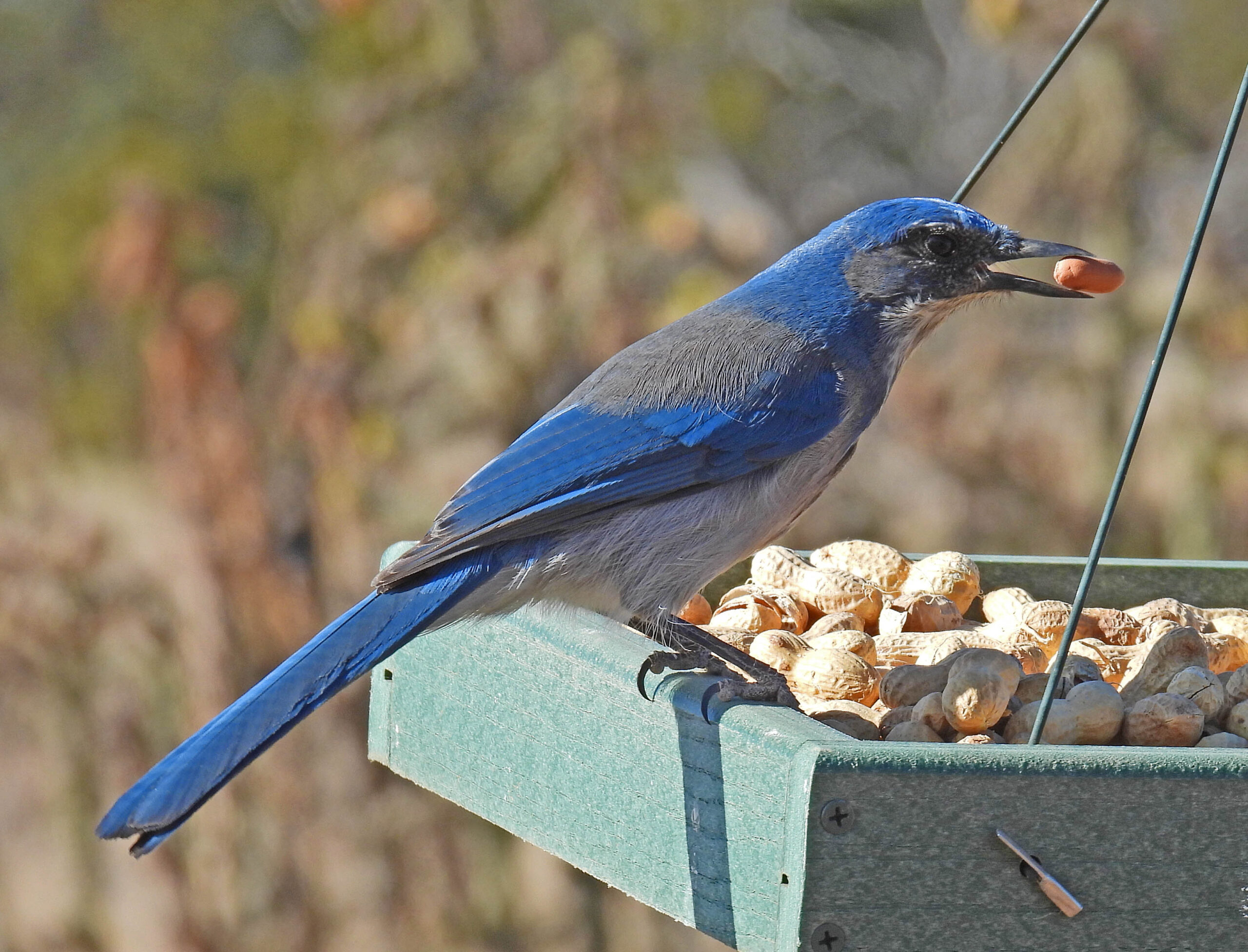 Scrub Jays enjoying peanuts - Project FeederWatch