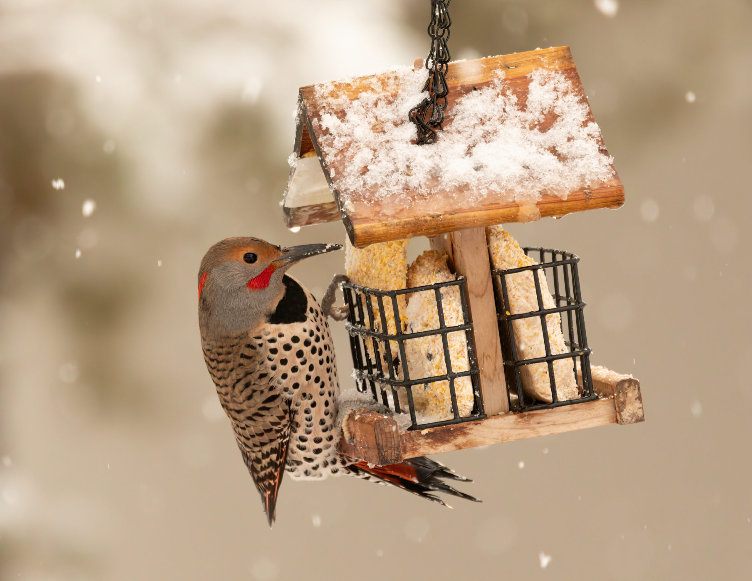 Northern Flicker (Yellow-shafted x Red-shafted intergrade) - Project ...