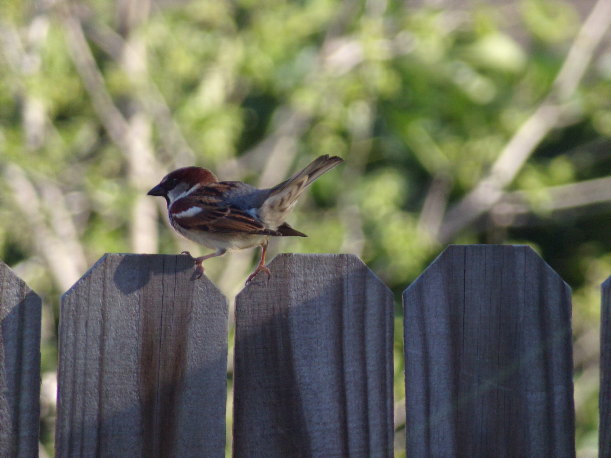 House Sparrow Display - FeederWatch
