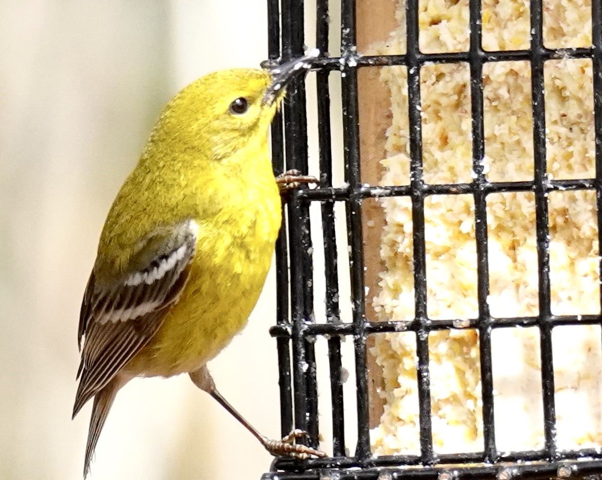 New Bird for me-Is it a Pine Warbler? - FeederWatch
