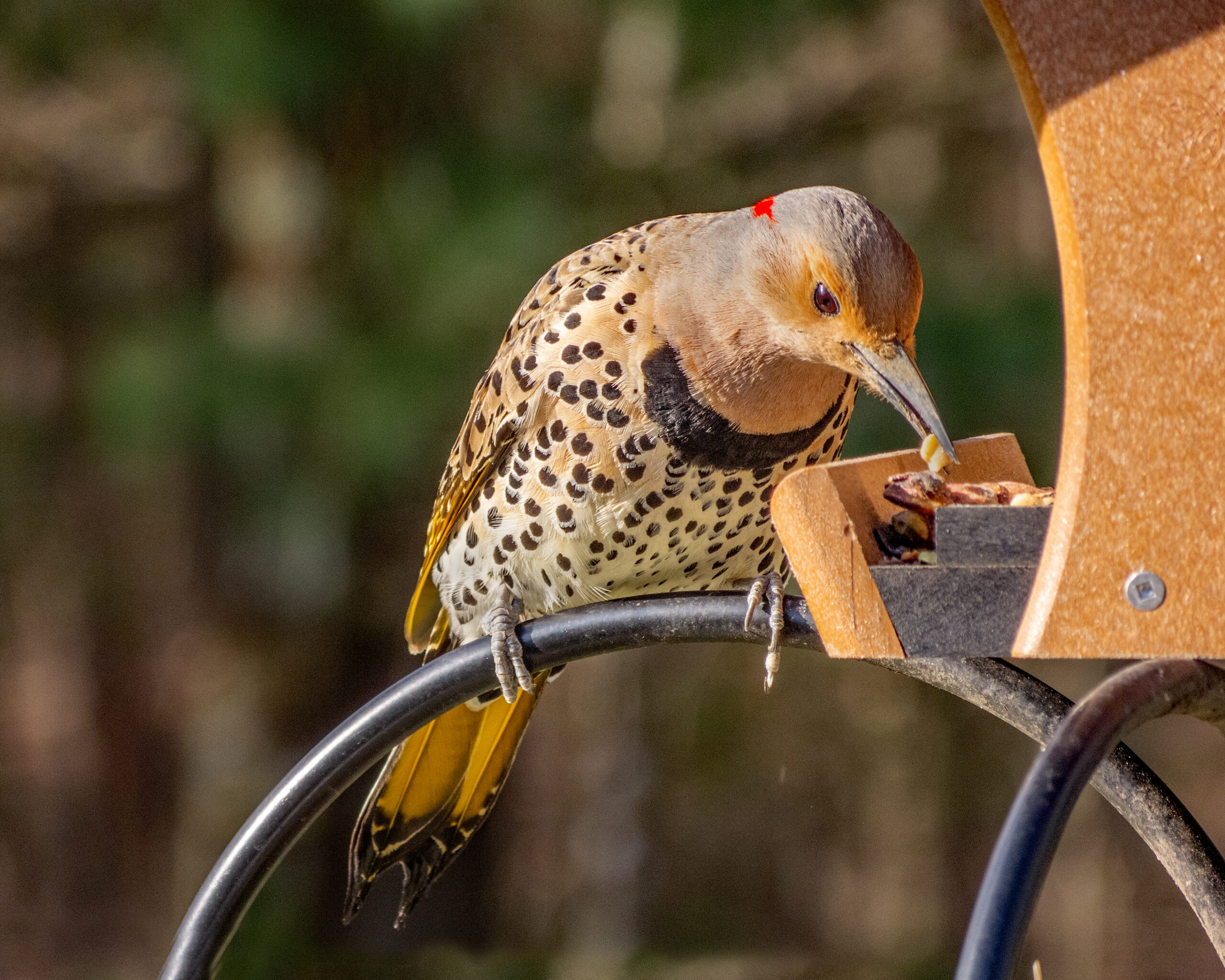 Northern Flicker - FeederWatch
