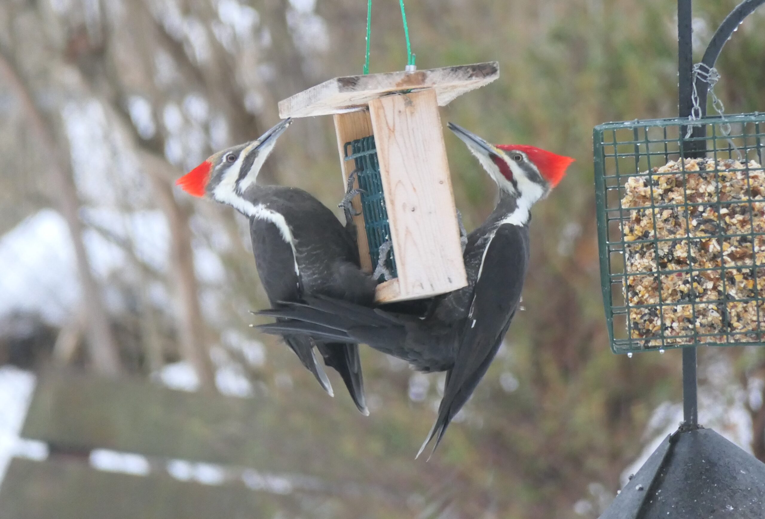 Pileated Woodpecker Couple - Project FeederWatch