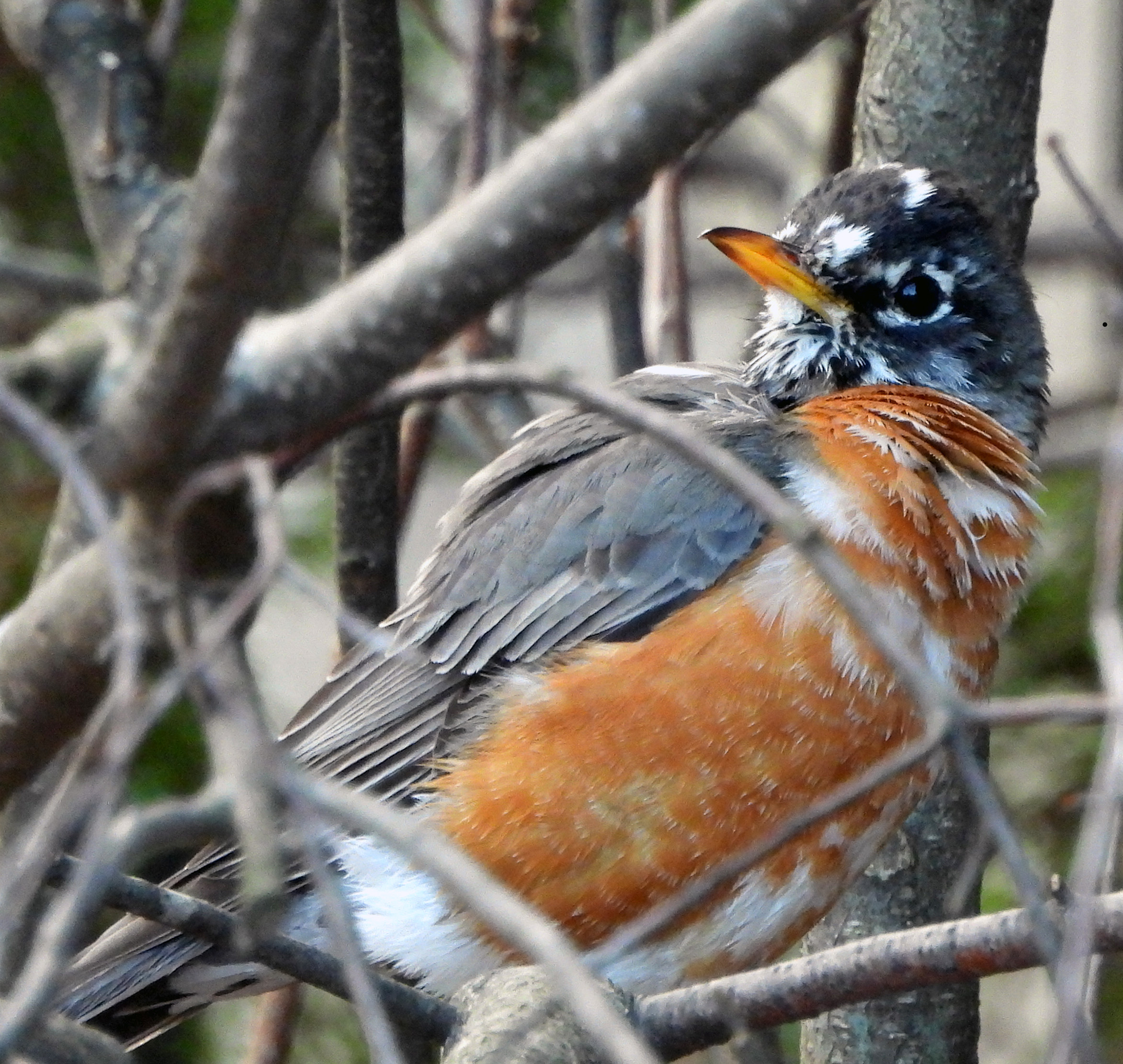 Robin with leucism - Project FeederWatch