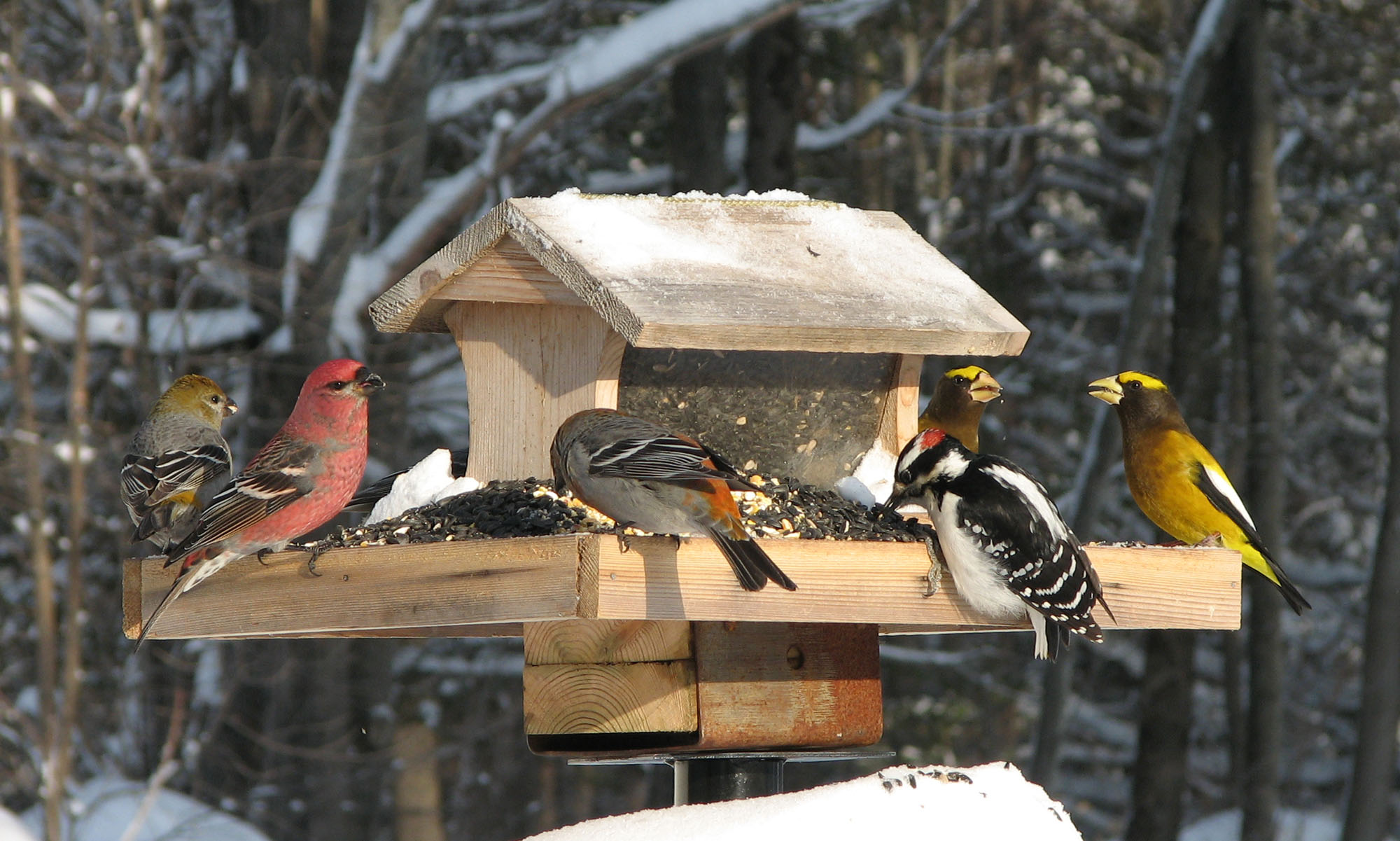 Learn - FeederWatch