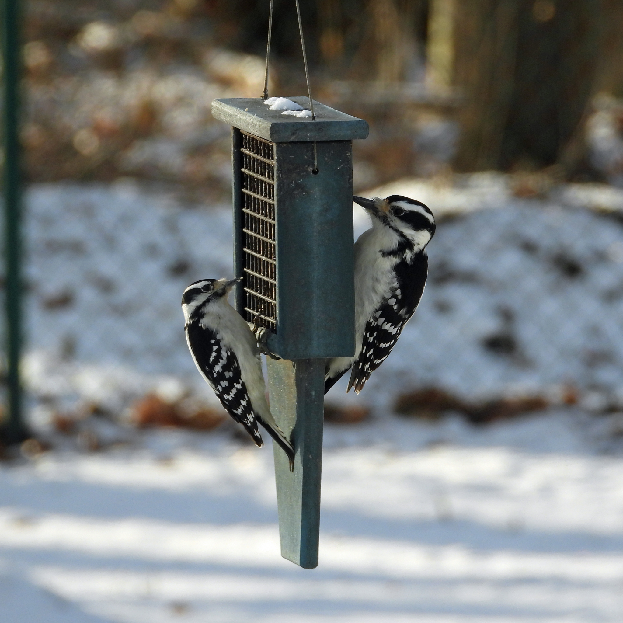Learn - Project FeederWatch