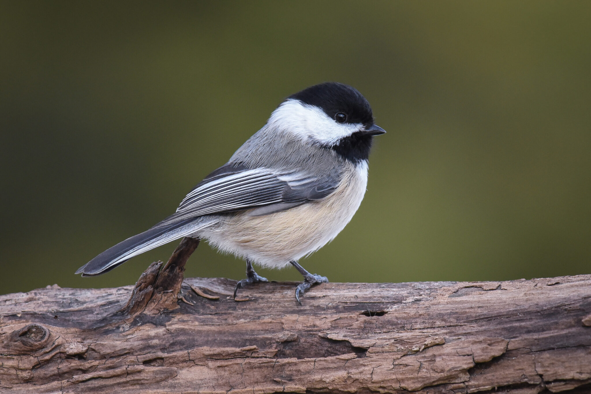 Explore - Project FeederWatch