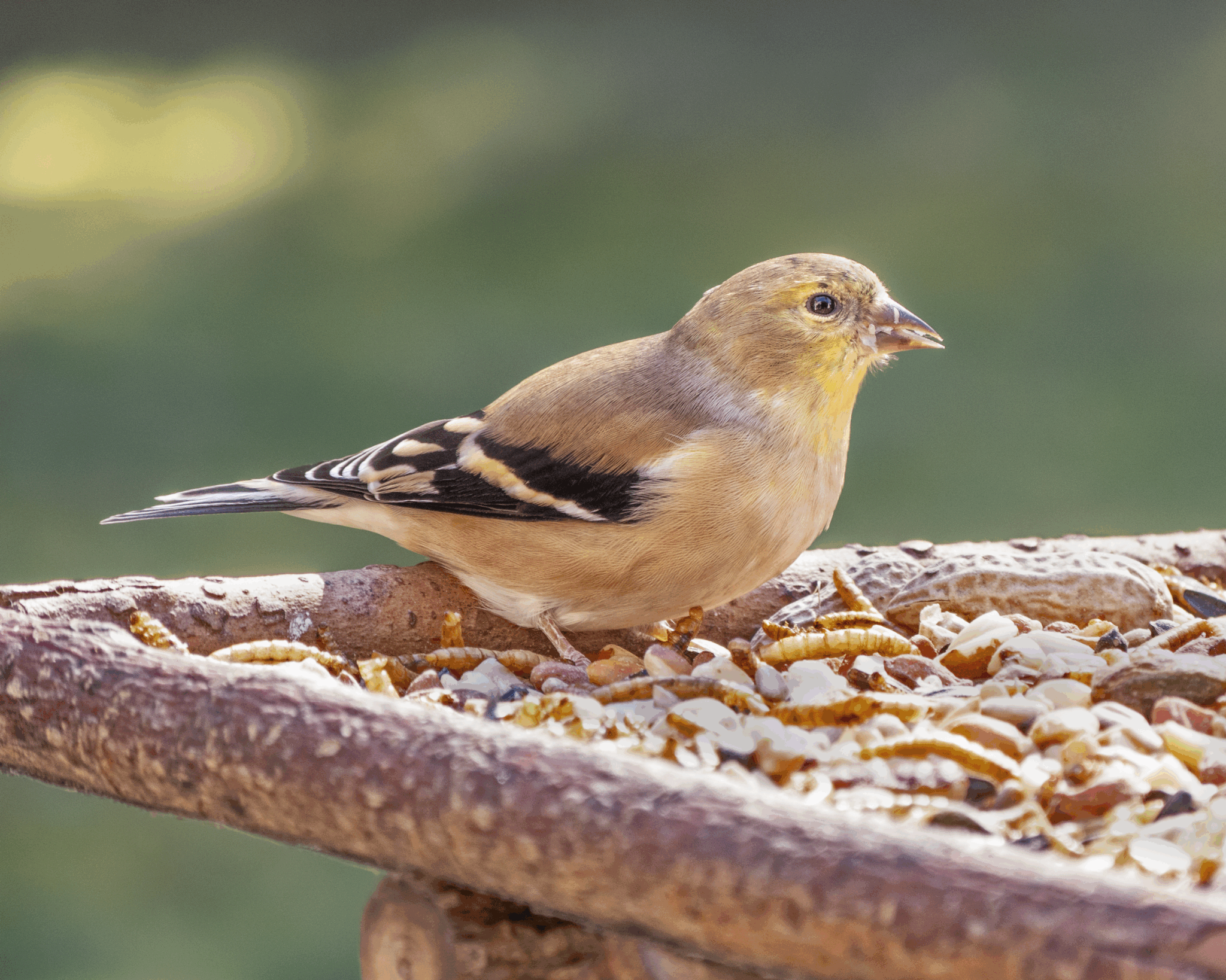 Explore - Project FeederWatch