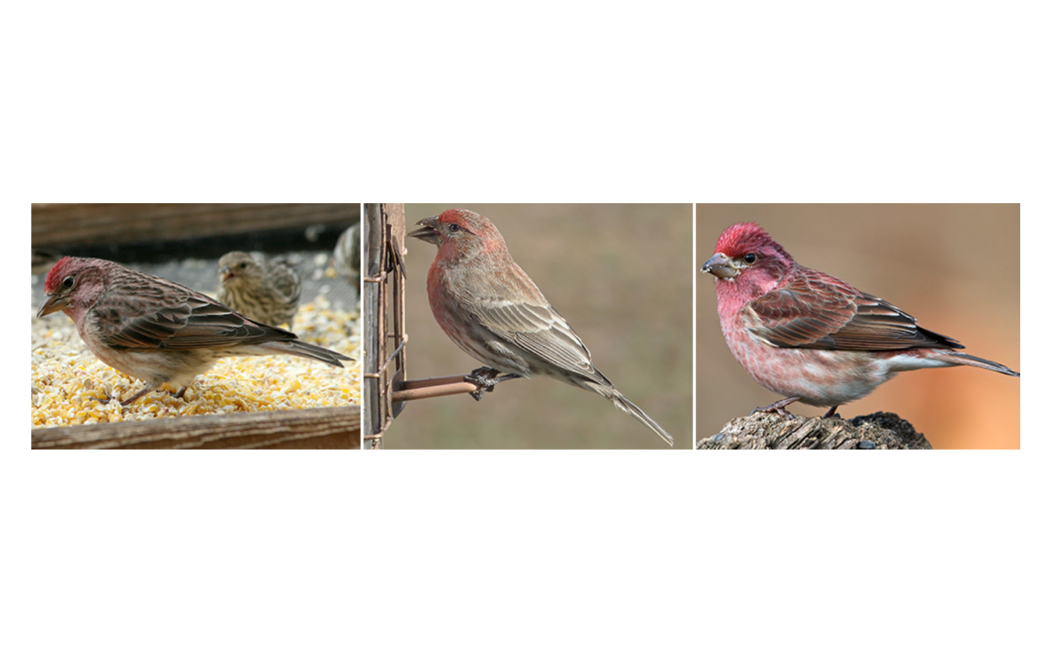 Tricky Bird IDs - Project FeederWatch