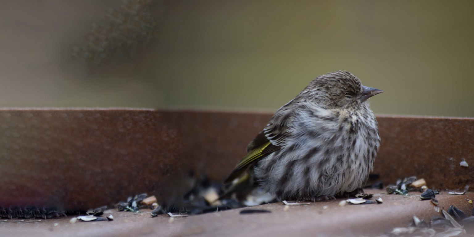 Learn - Project FeederWatch